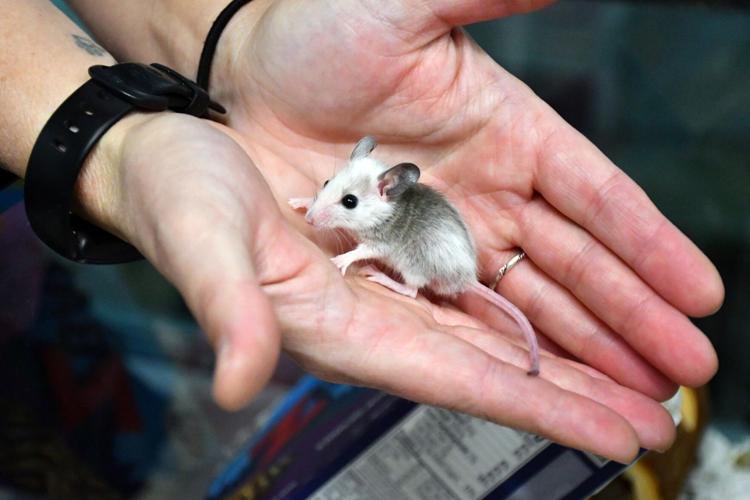 Rescued rodents up for adoption | Animals | unionleader.com