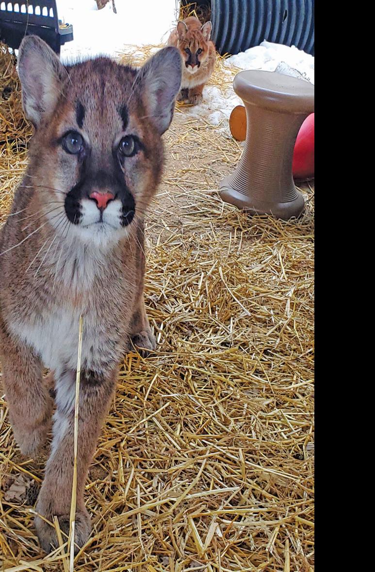 Holderness nature center welcomes two mountain lion cubs | Animals ...