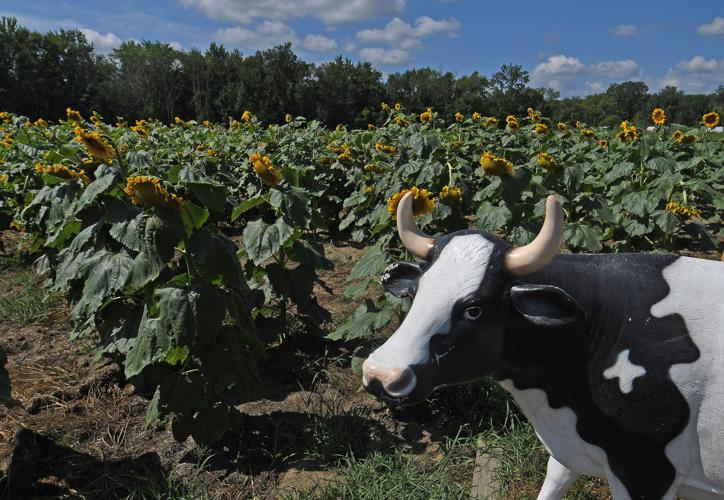 Brookford Farm | Animals | unionleader.com