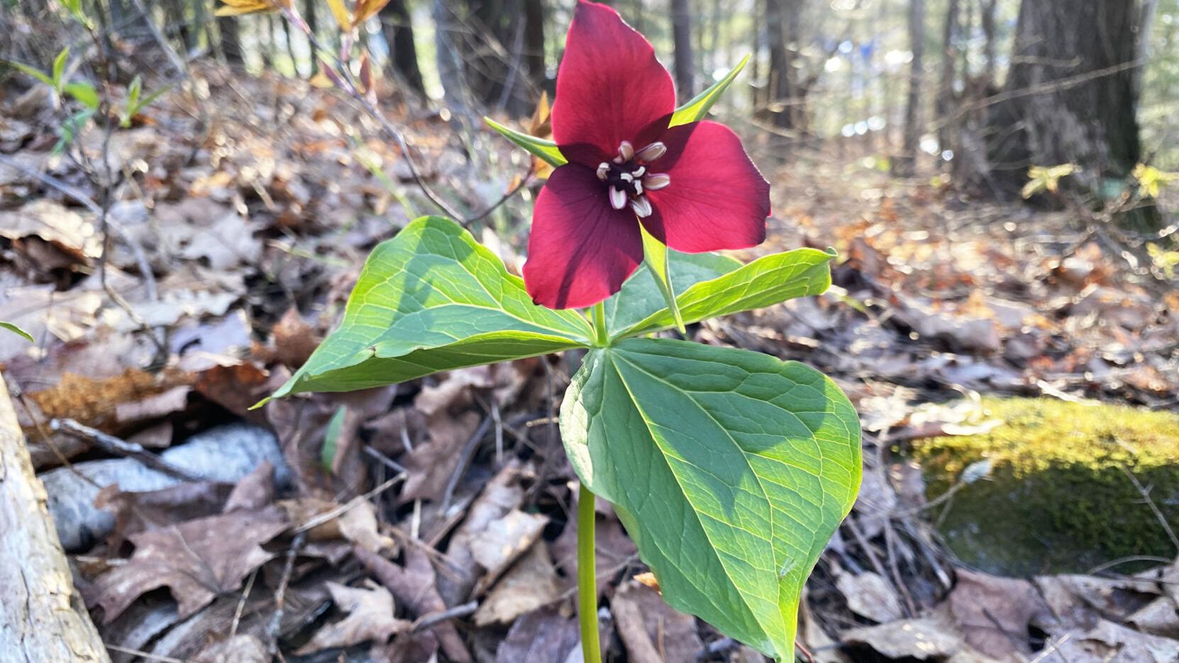 stinking benjamin smell