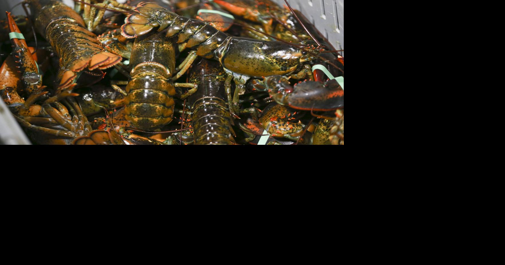 Massachusetts lobstermen drop lawsuit against California aquarium that ...