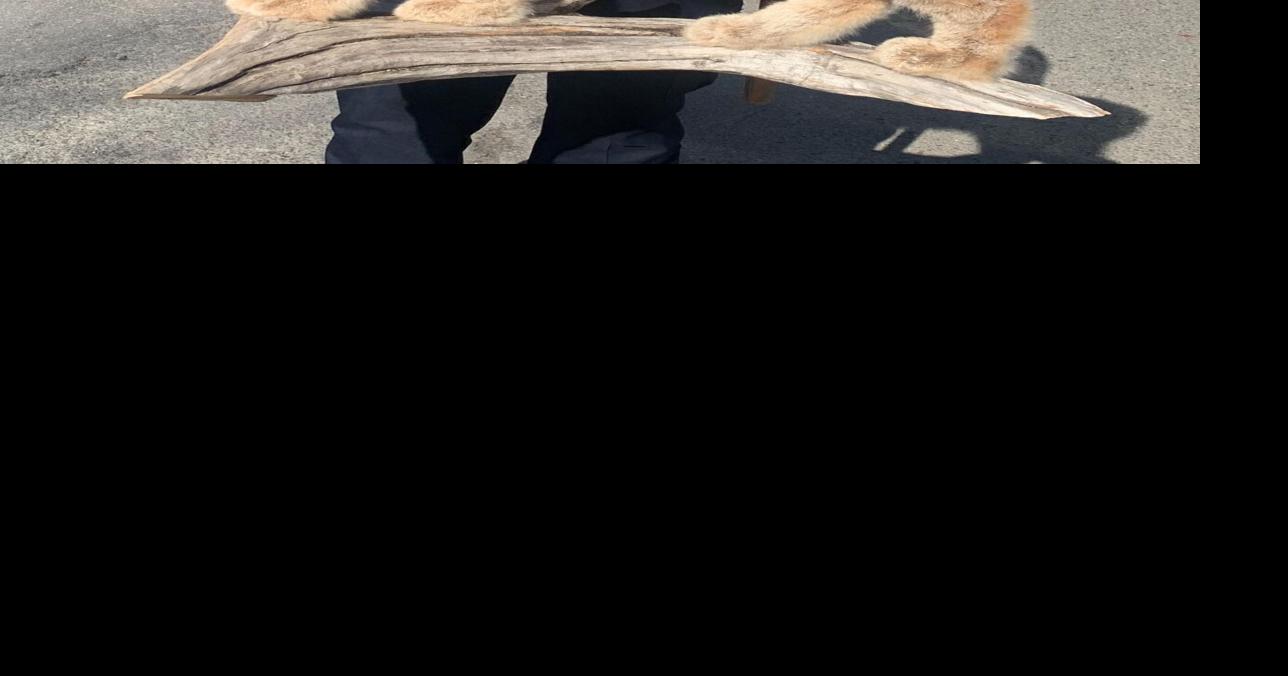 The case of the missing lynx cracked with a NH wedding photo | Back ...