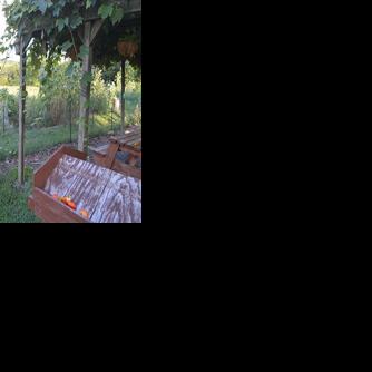 A garden of bitterness | News | valleybreeze.com