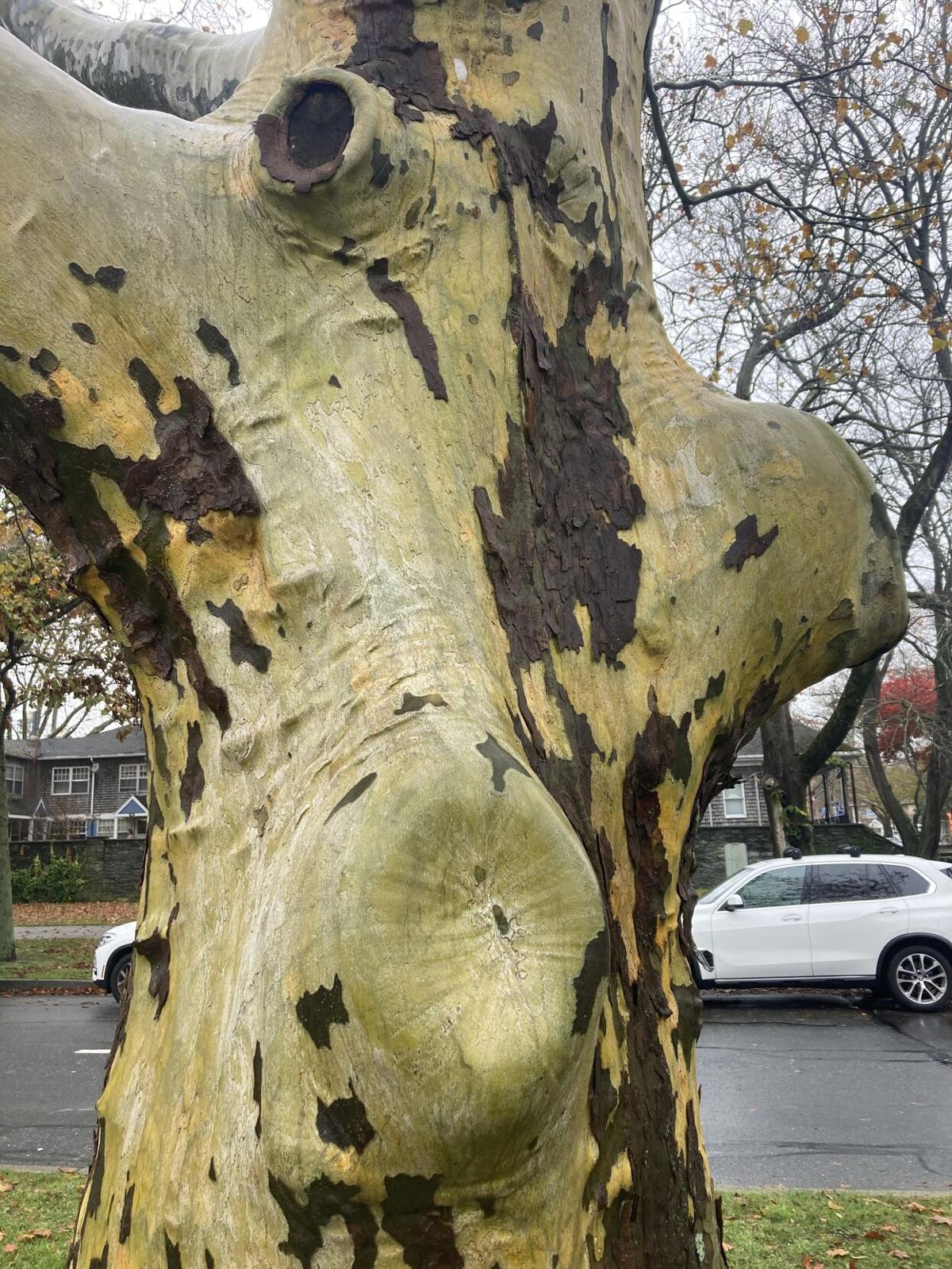 Ask an Arborist: Tree holes, wounds, and why winter pruning is ...