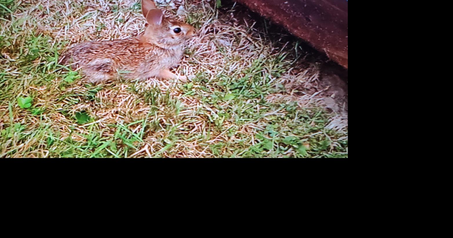 I identify with Mr. McGregor | Gardening | valleybreeze.com