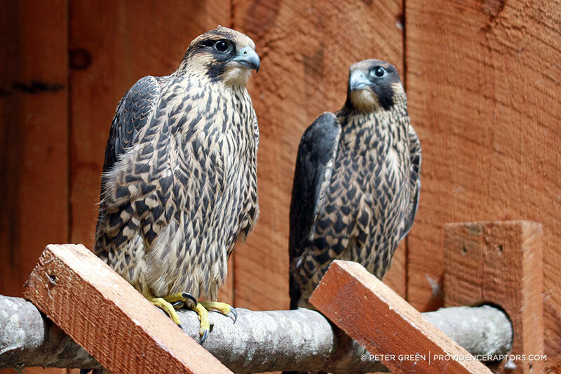 Falcon ID - Merlin or Peregrine? : r/whatsthisbird