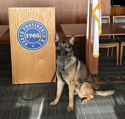 K9 Max joins the North Providence Police Department | News ...