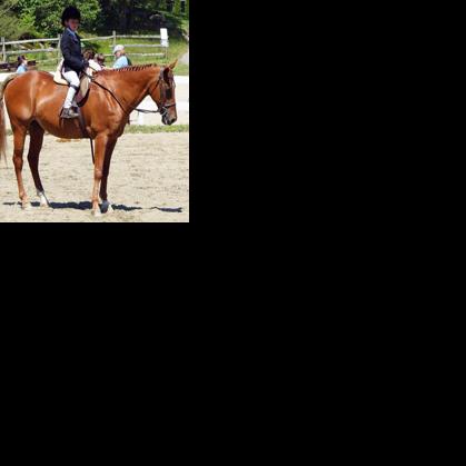 Foster horse inducted into ‘Horse Stars Hall of Fame’ | News ...