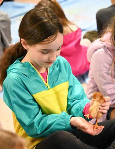 Project Chick stops by the Greenville Library in Smithfield ...