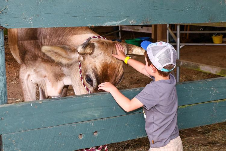 Foster celebrates Old Home Days at the fairgrounds | Multimedia ...