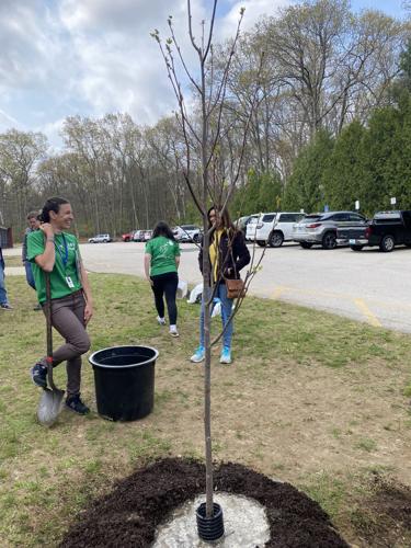 New tree at Scituate High and Middle School | News | valleybreeze.com