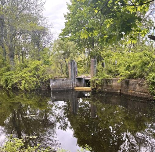 Scott Pond is shrinking despite consistent rains | News | valleybreeze.com