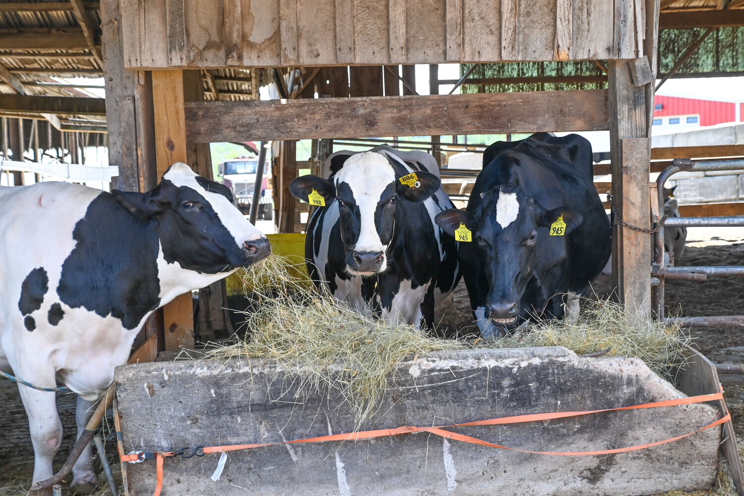 Wright’s Dairy Farm blends past and progress to thrive | Voices Of The ...