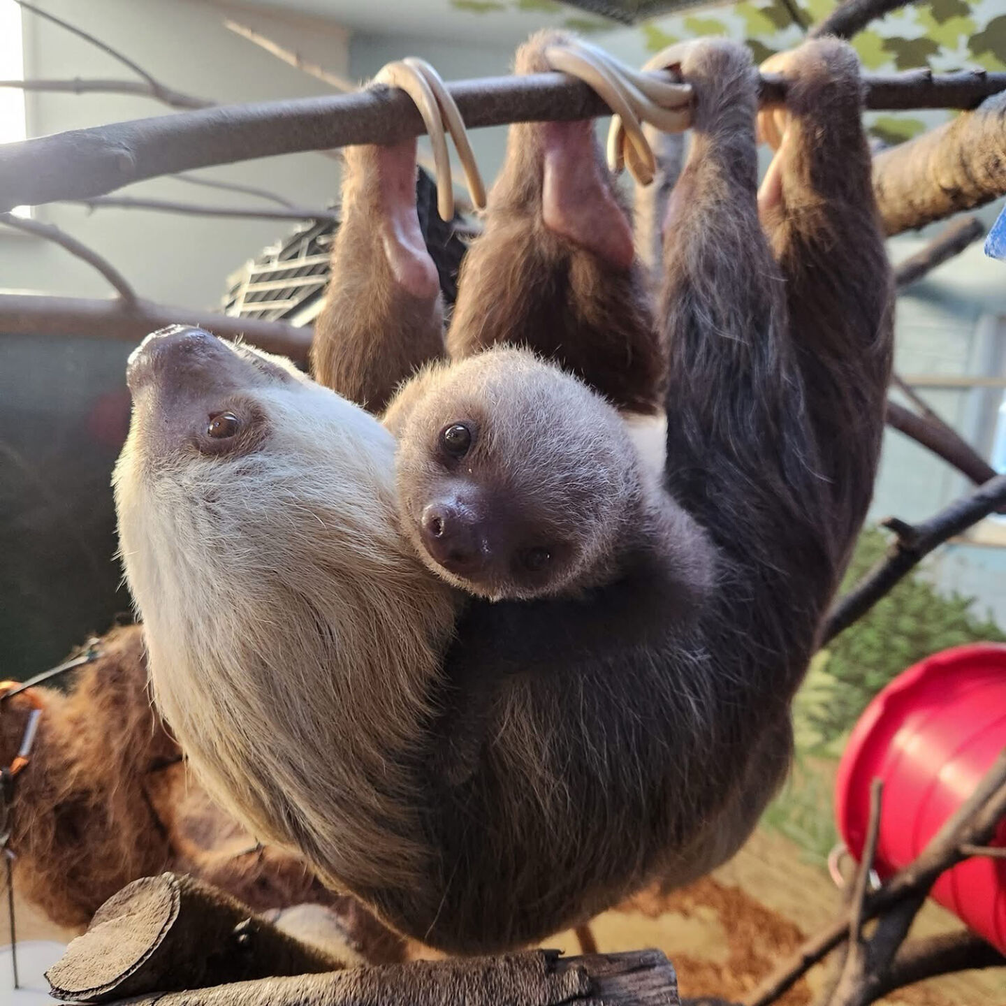 Help Capron Park Zoo name its baby sloth | Entertainment | valleybreeze.com
