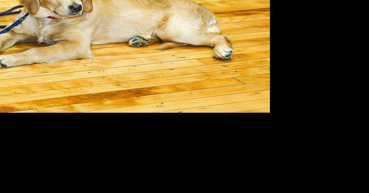 Police K-9 Clipper here to spread comfort and joy | Pets | valleybreeze.com