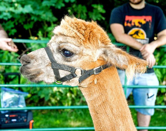 Meet Farmers and Alpacas program at Greenville Library | | valleybreeze.com
