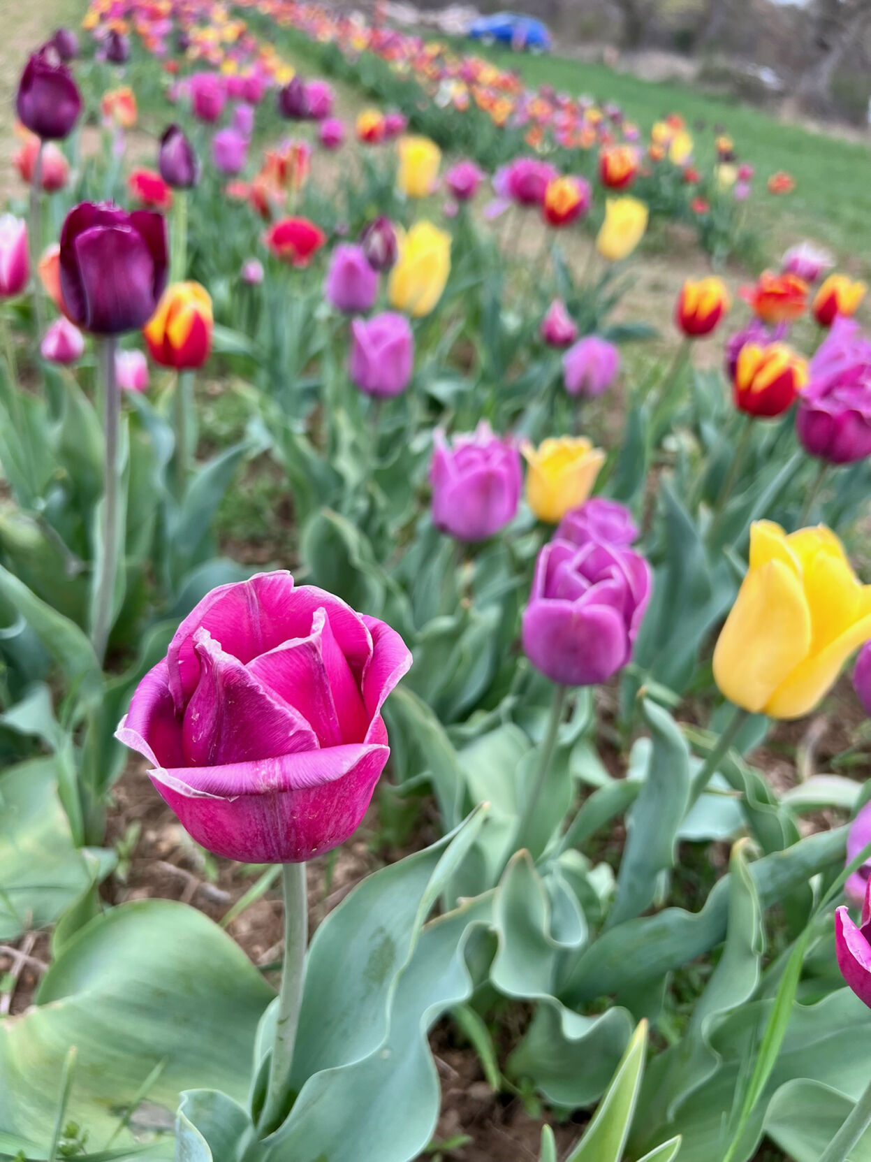 Wicked Tulips returns to original Johnston fields | Lifestyle ...