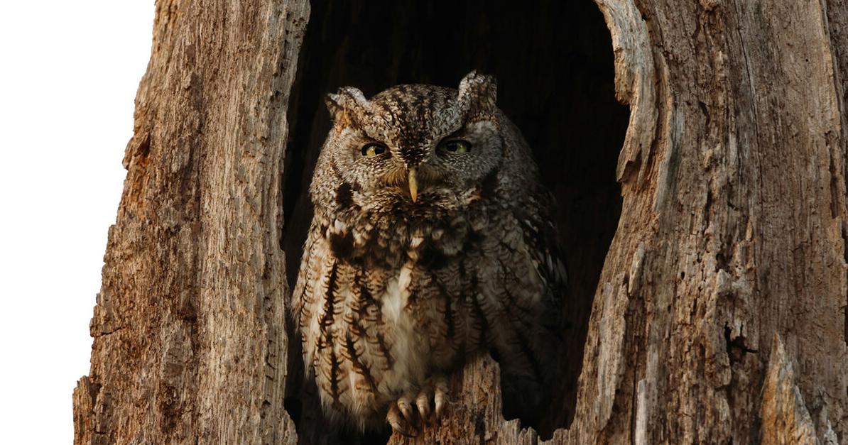 Audubon offers eagles, owls, art and more with winter programming | Entertainment | valleybreeze.com