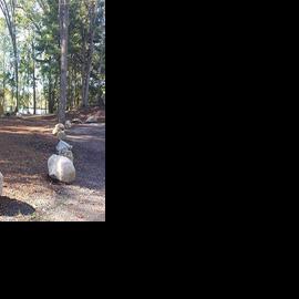 Lights, amphitheater coming to Camp Meehan | News | valleybreeze.com