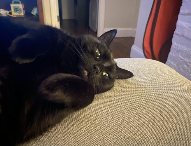 Declaw bill dies in the House as it spreads elsewhere | News ...