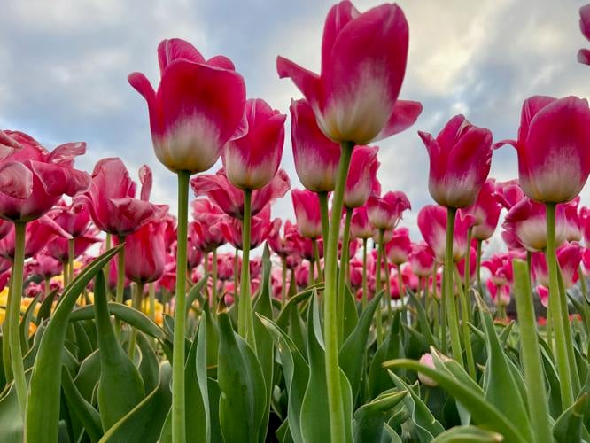Wicked Tulips returns to original Johnston fields | Lifestyle ...