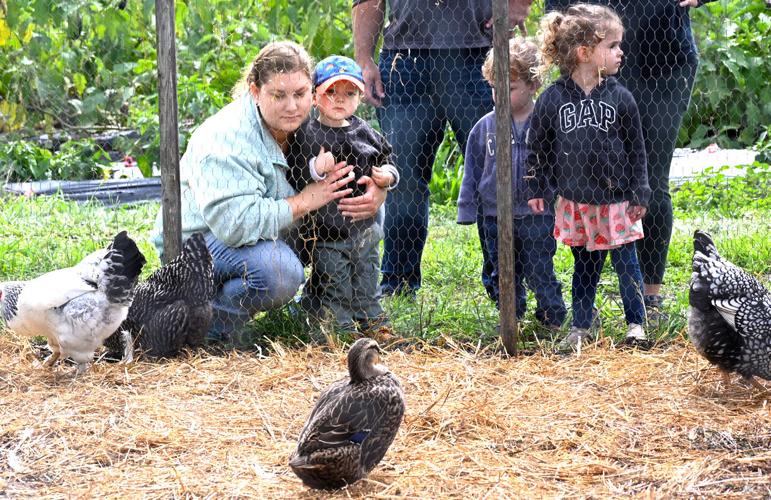Franklin Farm Harvest Festival & Tractor Show in Cumberland ...