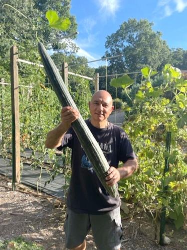 N.S. resident grows 43-inch cucumber in home garden | Food ...