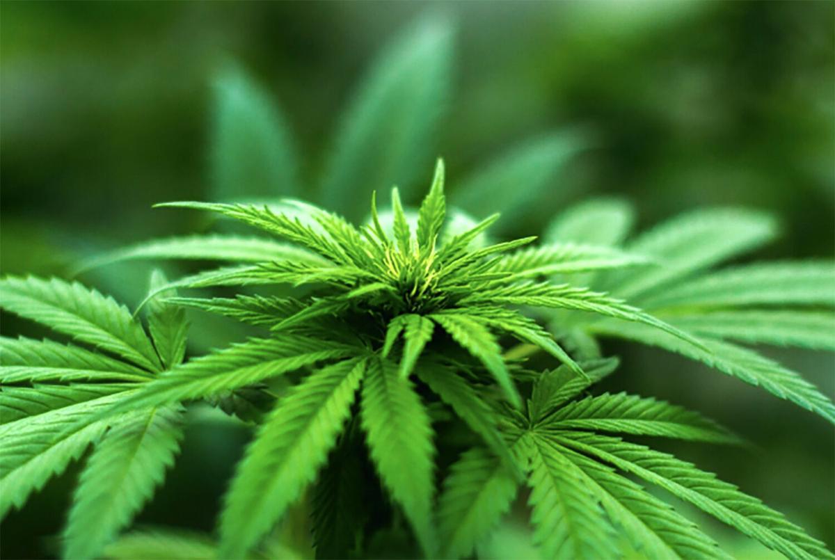 Pawtucket puts pause on cannabis ordinance to avoid hurting small ...