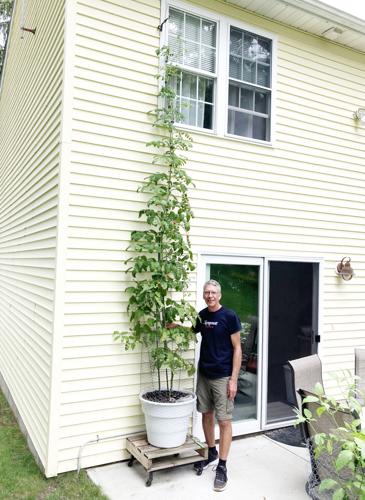 Grandchamp shooting for personal record with massive tomato plant ...