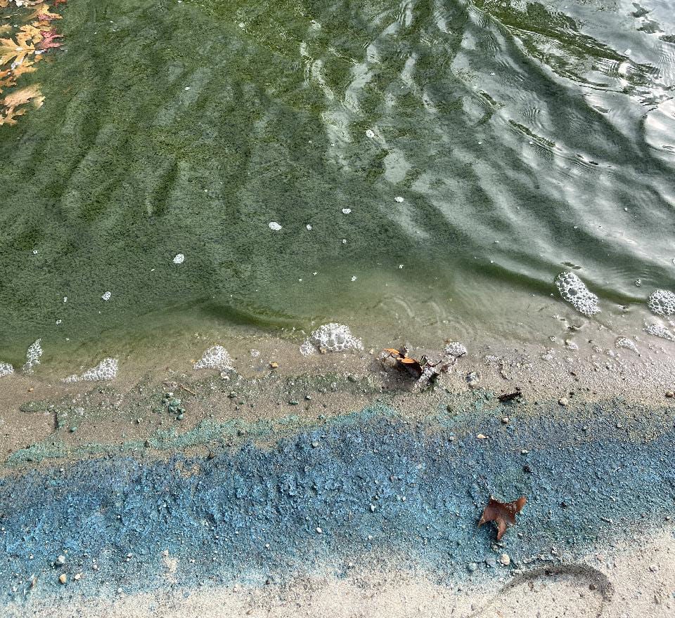 Scott Pond under advisory for Cyanobacteria | News | valleybreeze.com