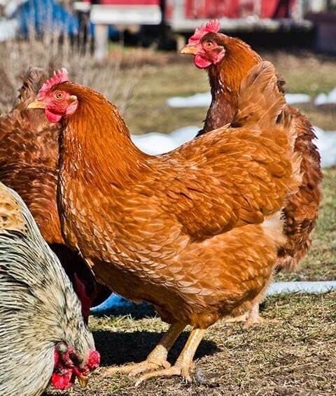 Chickens soon to be permitted in Smithfield | News | valleybreeze.com