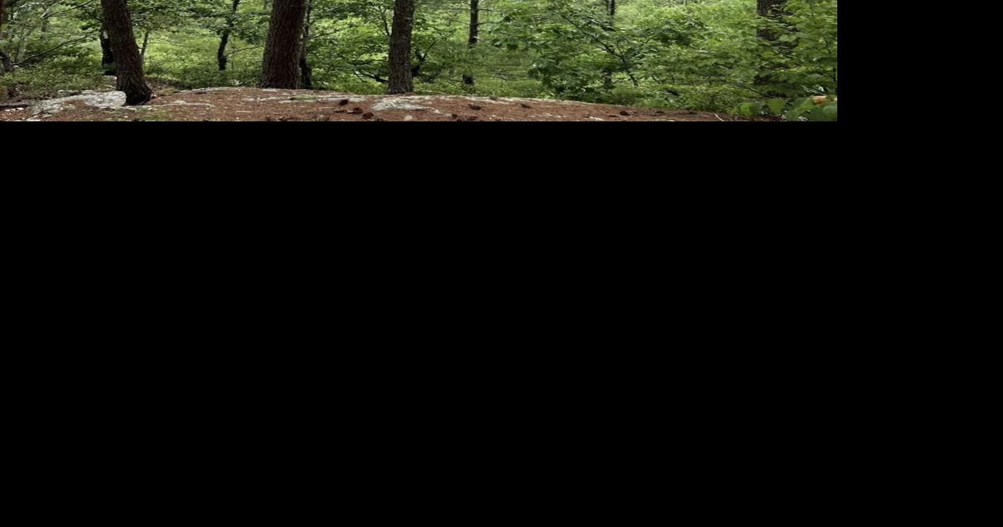 Diamond Hill Forest Stewardship plan states issues, fixes | News ...