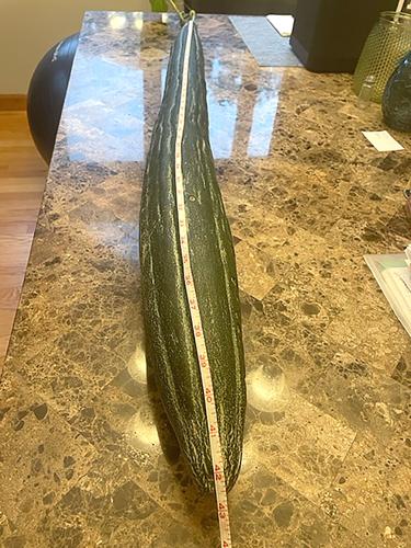 N.S. resident grows 43-inch cucumber in home garden | Food ...