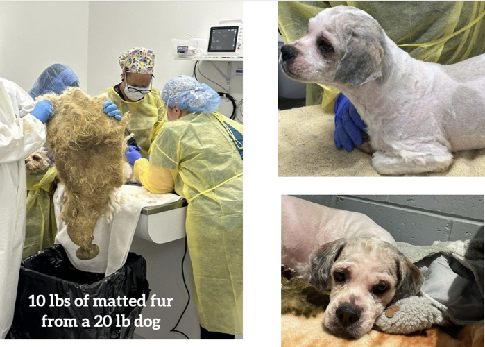 UPDATE: Couple facing dozens of criminal counts in Pawtucket animal ...