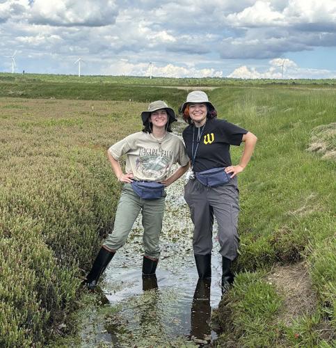 Lincoln's Gill makes historic discovery on bees | News | valleybreeze.com