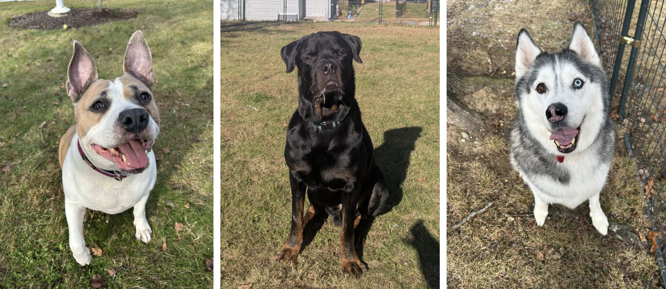 Winter adoption slump leaves Lincoln shelter dogs waiting over 100 days ...
