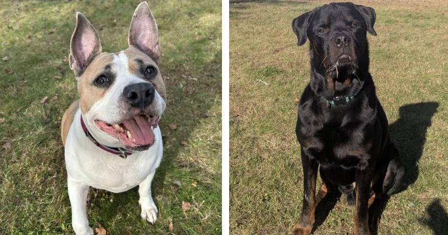 Winter adoption slump leaves Lincoln shelter dogs waiting over 100 days ...