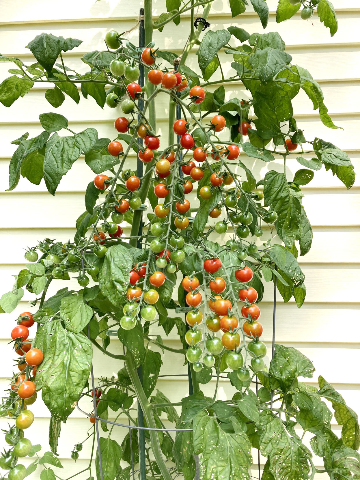 Grandchamp shooting for personal record with massive tomato plant ...