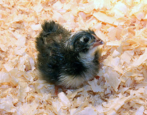 Project Chick hatches nature encounters at NS Library | News ...