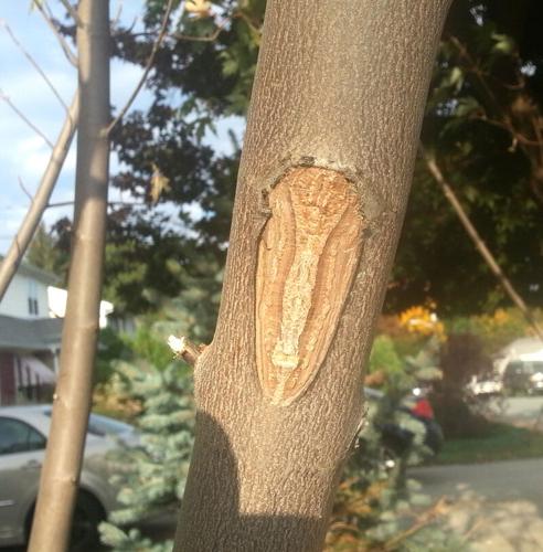 Mark of Jesus seen on tree: 'Quirk of fate' - or faith? | News ...