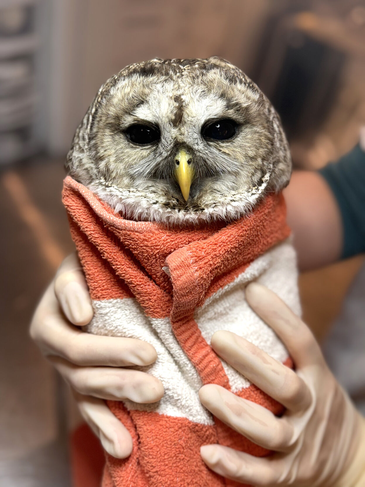 Congress of the Birds plans to open wild bird rehab center in Chepachet ...