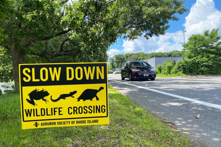 Caution! Audubon's turtle crossing campaign in effect for World Turtle ...