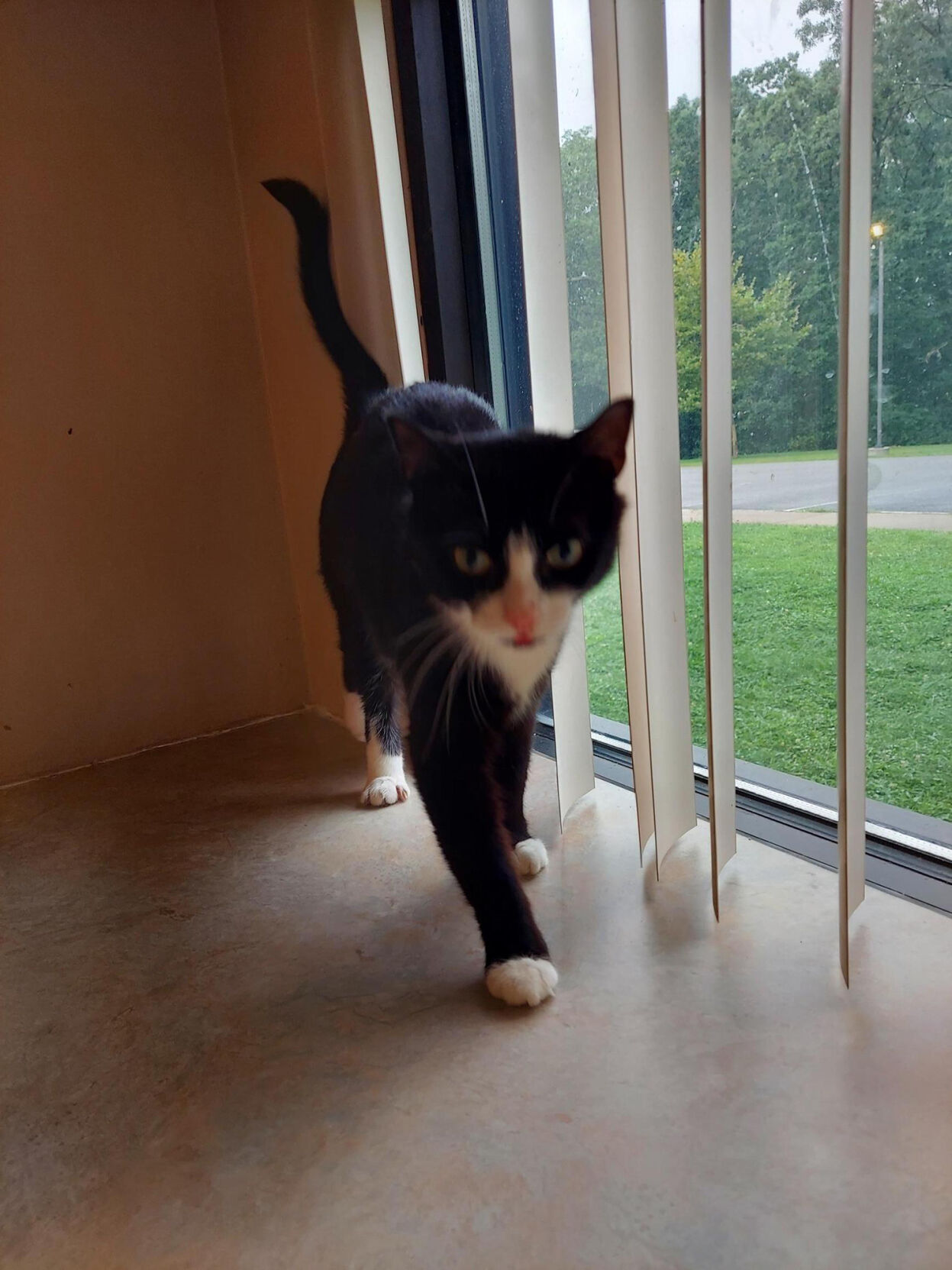 Pawtucket's shelter adoptions back to pre-COVID numbers; Wildenhain ...