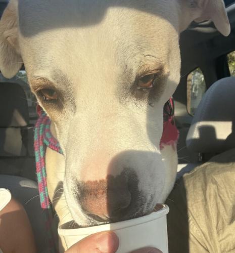 Chloe is paws-itively ready for a forever home | News | valleybreeze.com