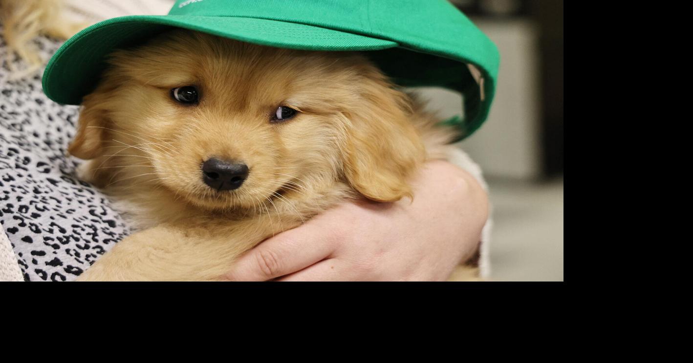 CCRI introduces new comfort dog for all campus locations | Lincoln ...