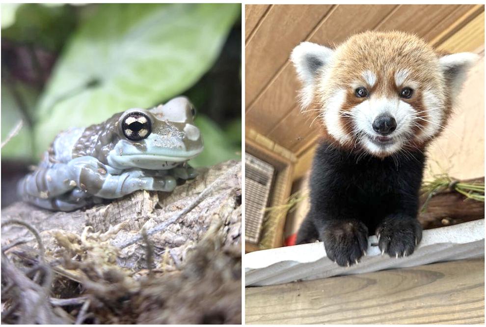 Capron Park Zoo welcomes new arrivals | Entertainment | valleybreeze.com