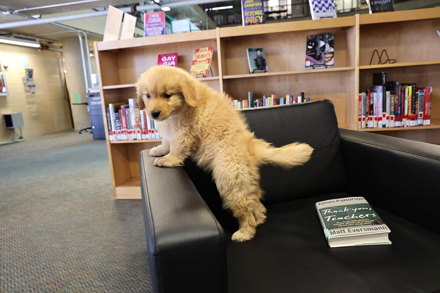 CCRI introduces new comfort dog for all campus locations | Lincoln ...