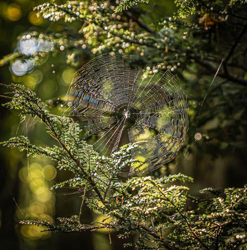 Photography by Dono featured in BRT exhibit | Entertainment ...