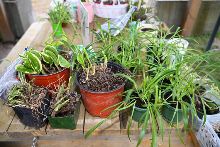26th Annual Plant Swap and Sale held at the East Smithfield Library ...