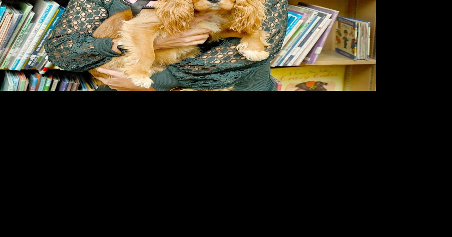 Gillette, the therapy dog, visits the Greenville Public Library ...